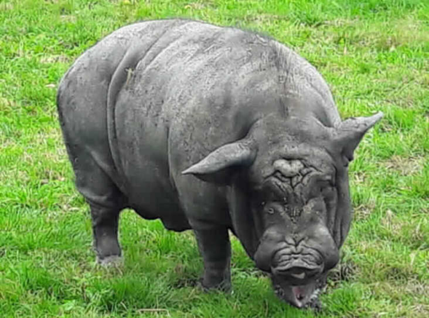 English Potbellied Pig Sits On Command Like A Dog - The Dodo