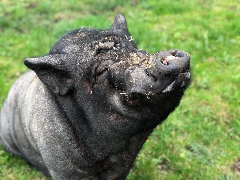 English Potbellied Pig Sits On Command Like A Dog - The Dodo