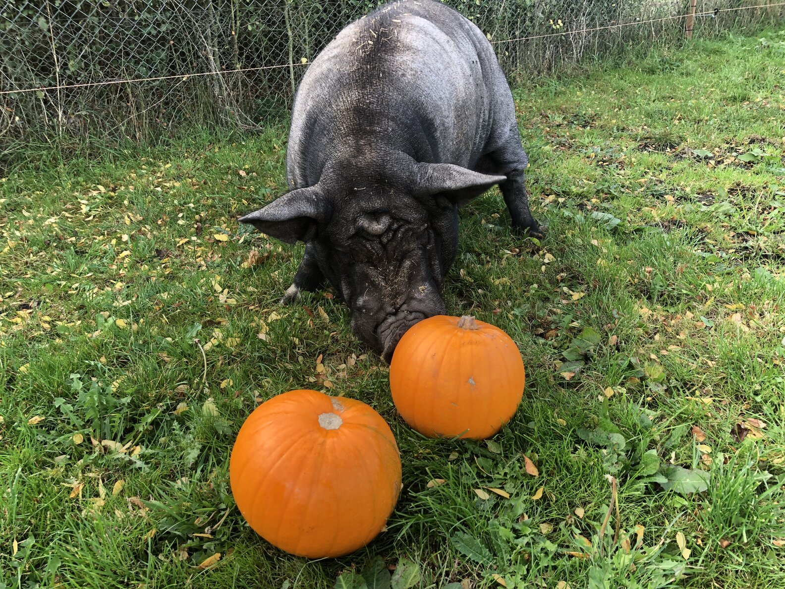 English Potbellied Pig Sits On Command Like A Dog - The Dodo