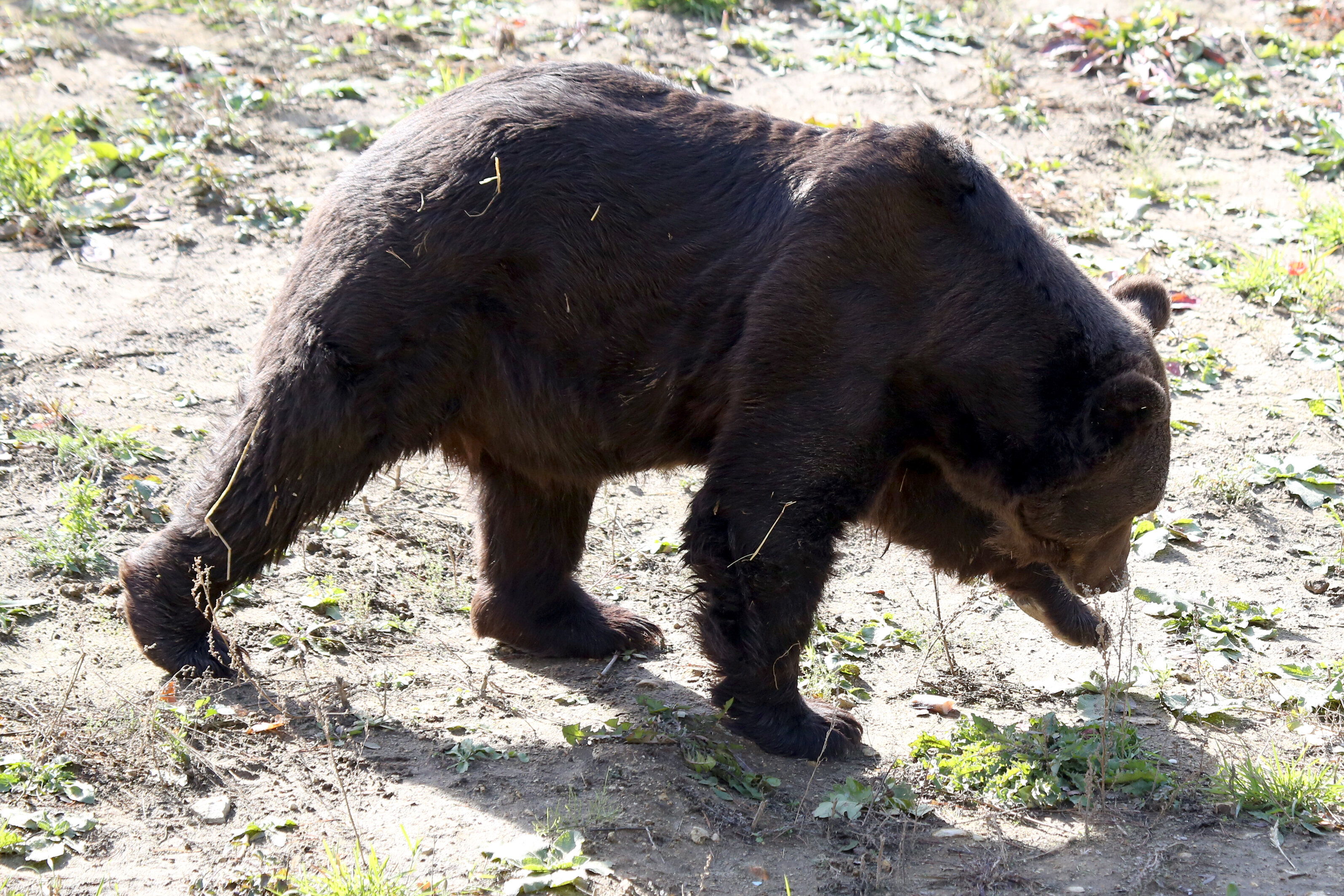 Bear Trapped In Cage Ever Since He Was A Cub Is Finally Rescued - The Dodo