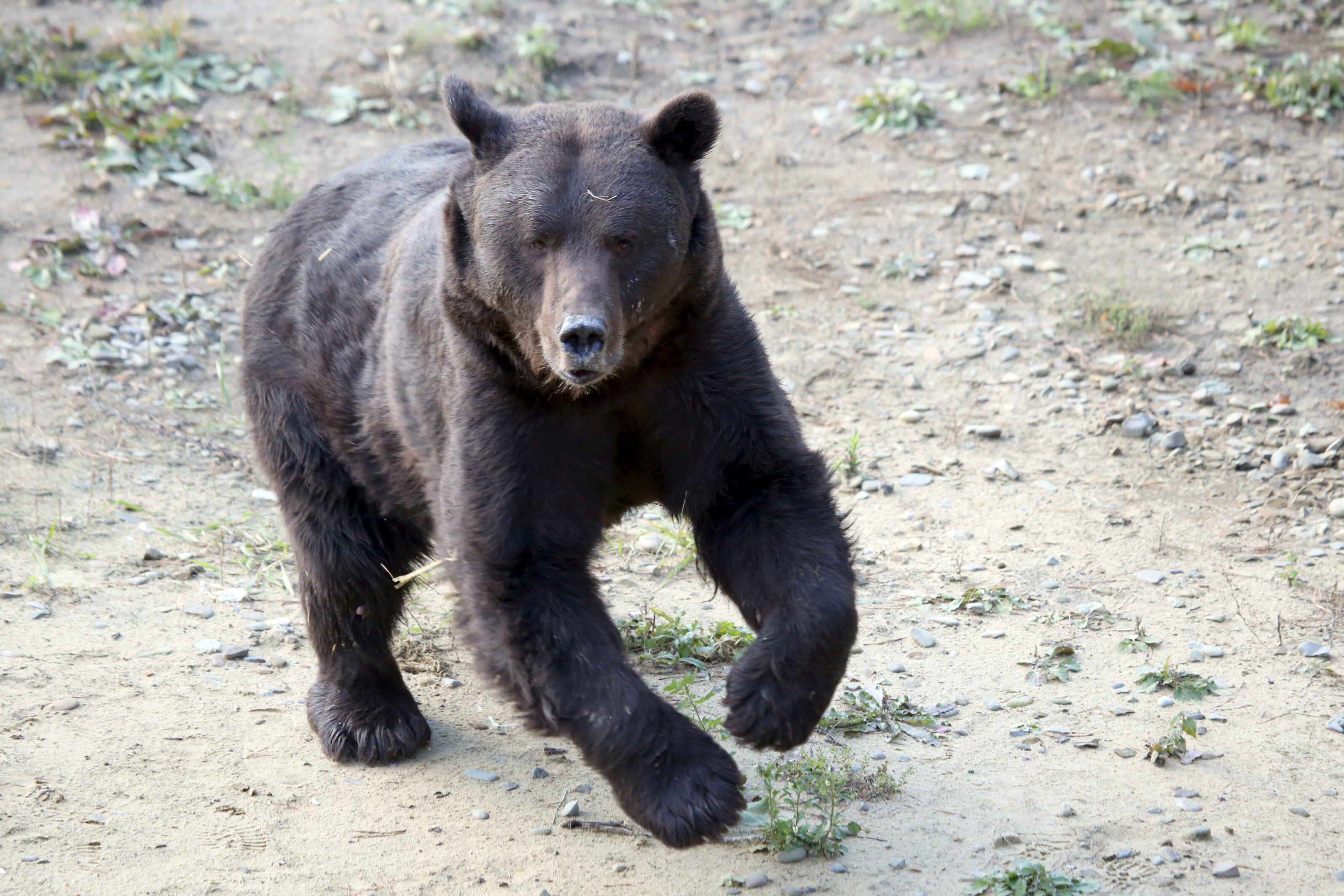 Bear Trapped In Cage Ever Since He Was A Cub Is Finally Rescued - The Dodo