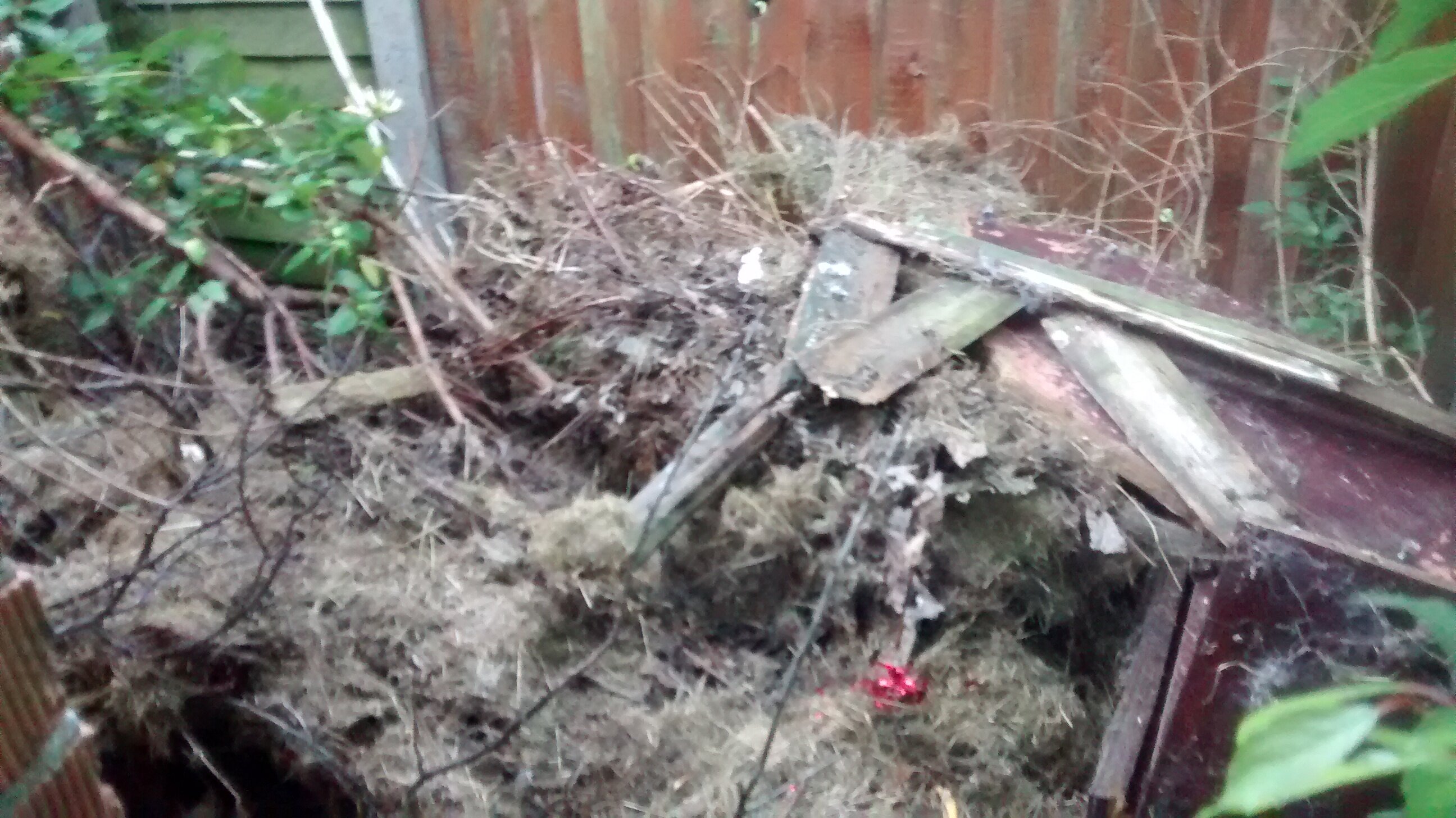 Kitten Buried Under Trash Pile Kept Meowing Until He Was Rescued - The Dodo