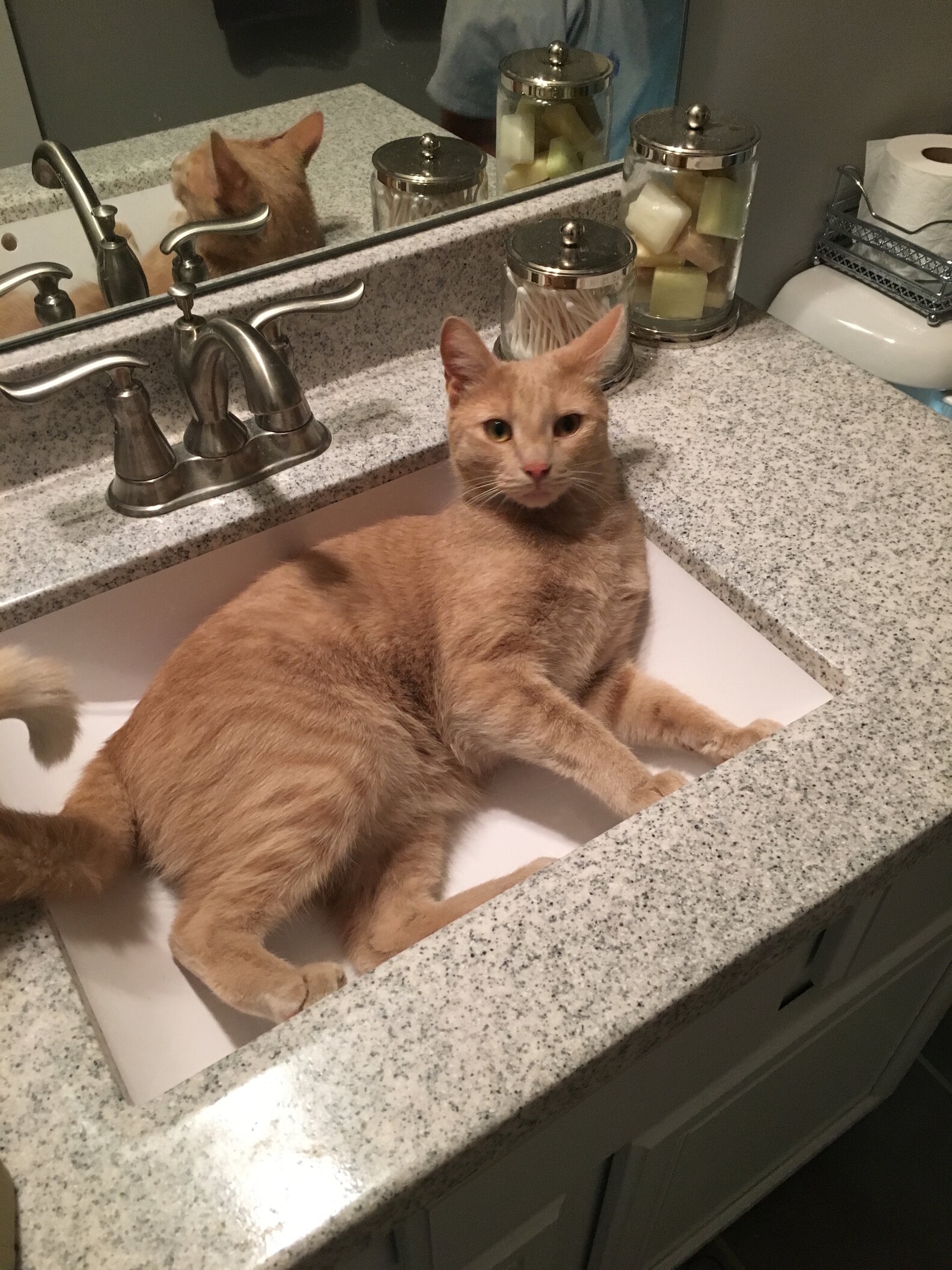 Cat Supervises Plumber While He Fixes Toilet - The Dodo