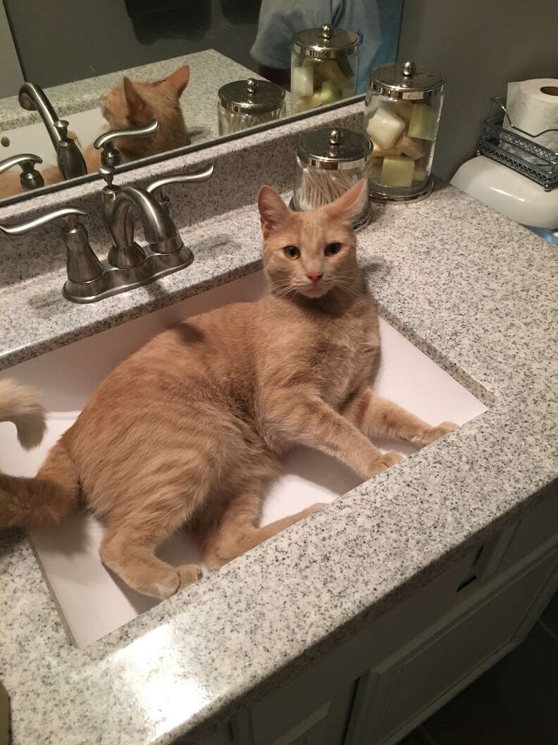 Cat Supervises Plumber While He Fixes Toilet - The Dodo