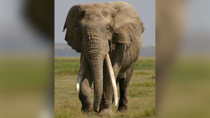 Big Elephant In The World