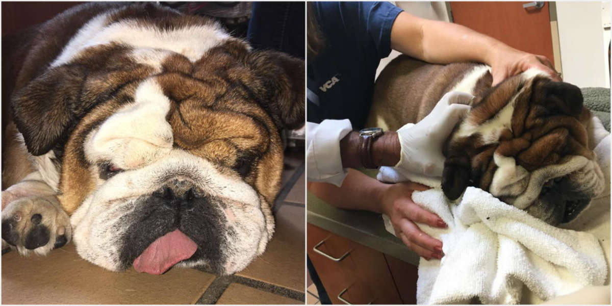 Senior Bulldog Goes Blind From Neglect - The Dodo