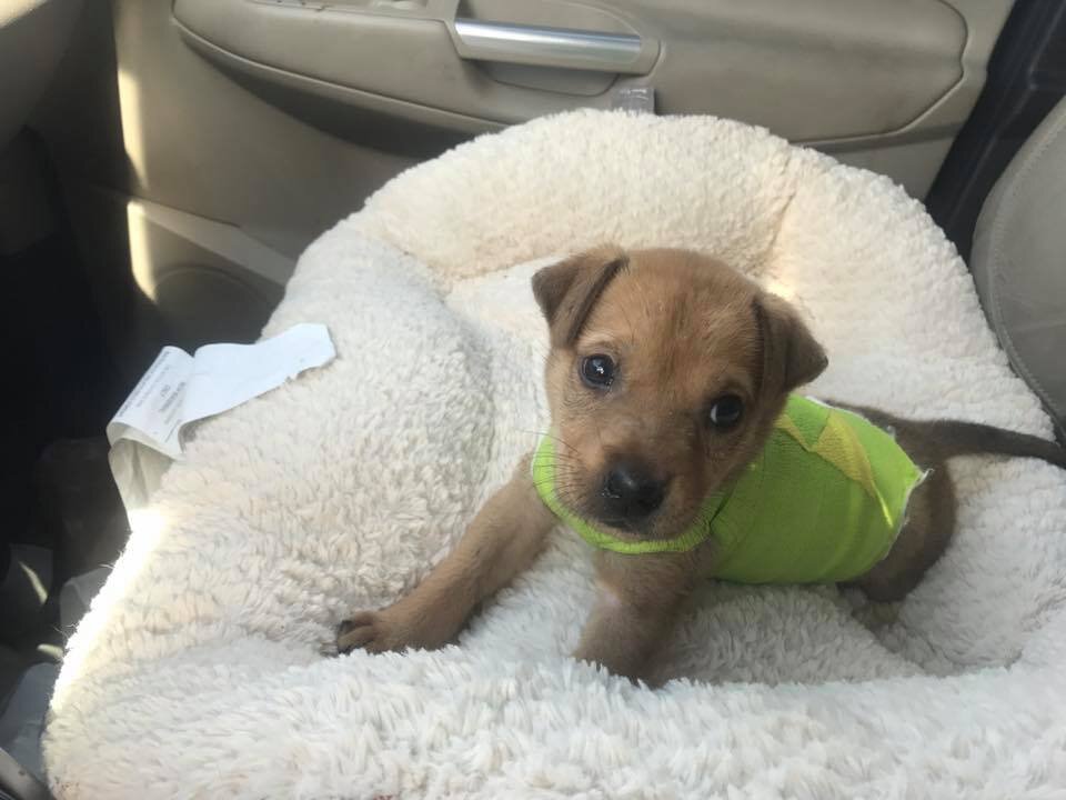 Injured Puppy Wears Adorable Body Casts - The Dodo