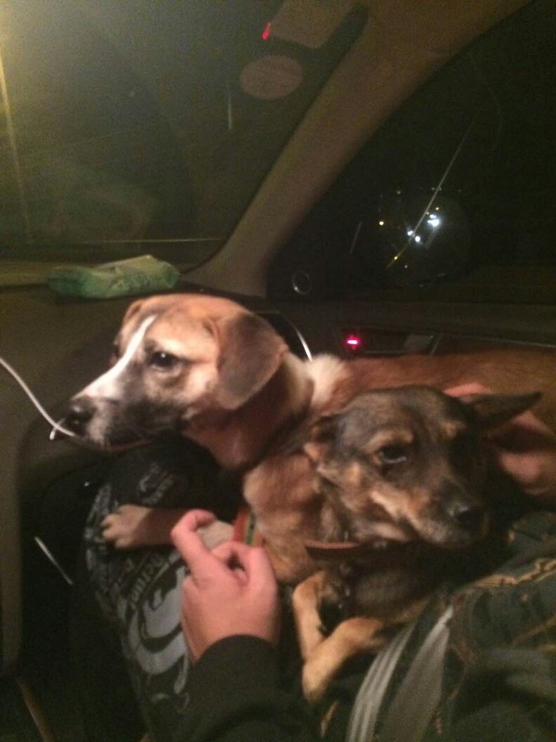 Dog From Viral Cart-Pulling Video Is Finally Safe - The Dodo