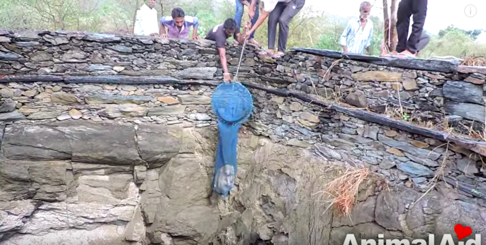 Dog Drowning In Well Gets So Excited When Help Arrives - The Dodo
