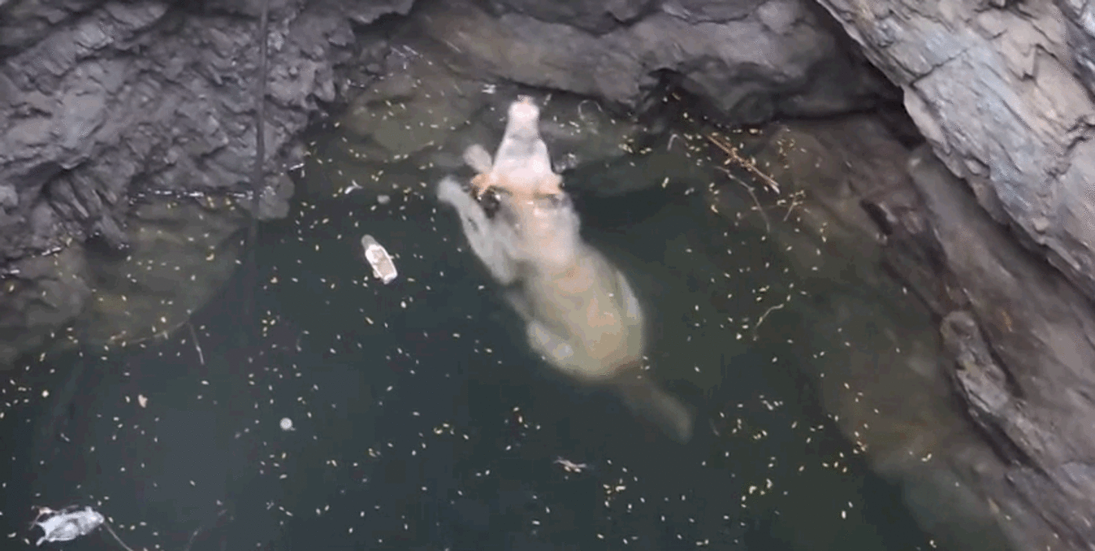 Dog Drowning In Well Gets So Excited When Help Arrives - The Dodo