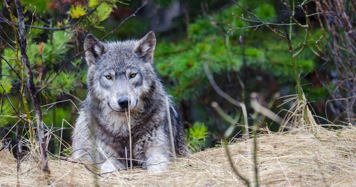 Endangered Wolf Found Shot And Killed In Oregon - The Dodo