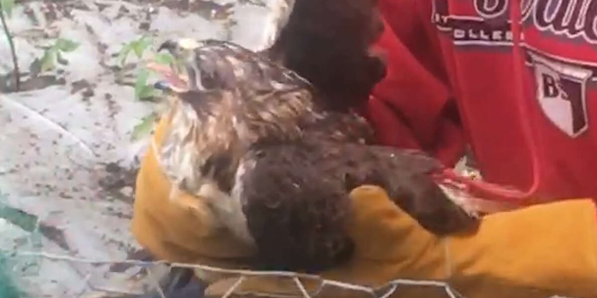 Hawk Stuck In Net Is Lucky These Guys Came Along - Videos - The Dodo