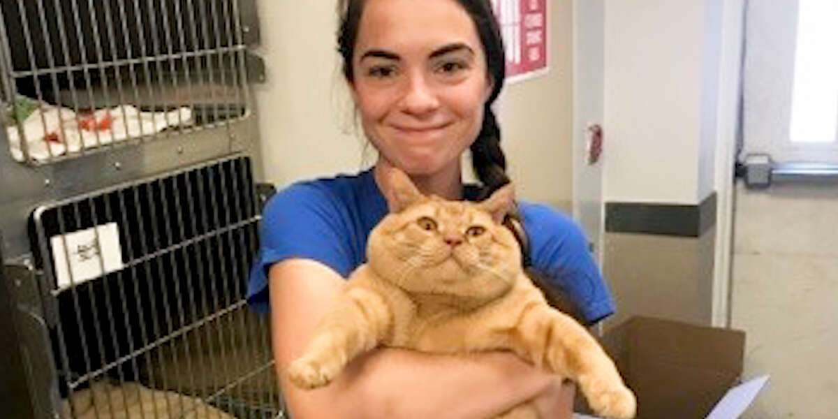 35-Pound Shelter Cat Finds The Perfect New Family - Videos - The Dodo