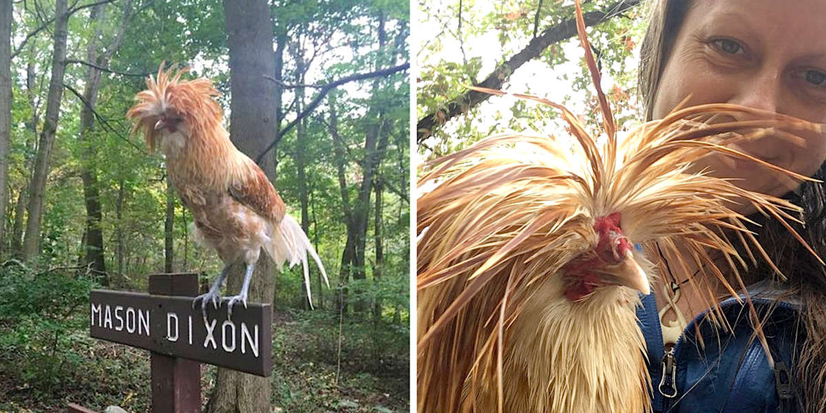 Appalachian Trail Hiker Carries Lost Rooster Across 3 States To ...
