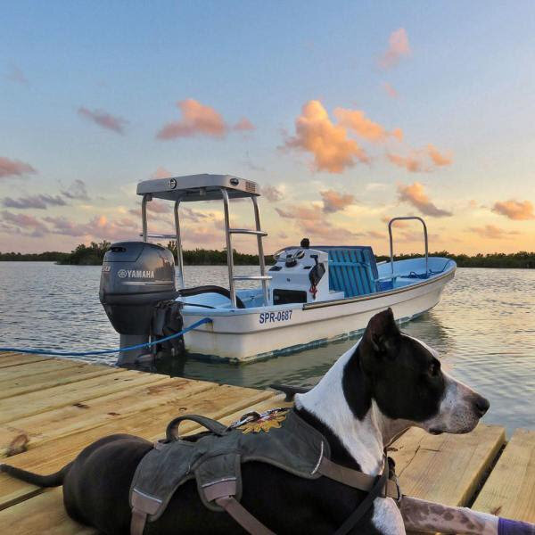 Dog Who Nearly Starved To Death Has The Best Life Now In Belize - The Dodo