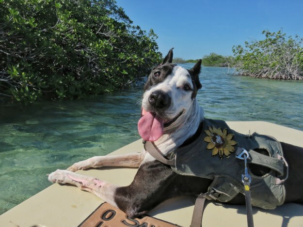 Dog Who Nearly Starved To Death Has The Best Life Now In Belize - The Dodo