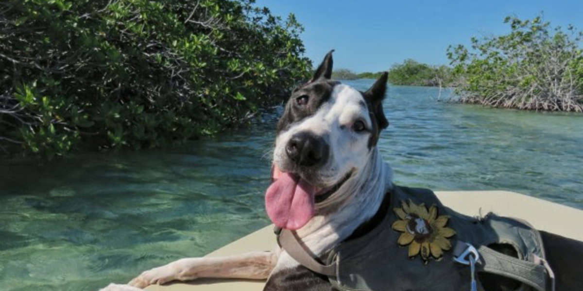 Dog Who Nearly Starved To Death Has The Best Life Now In Belize - The Dodo