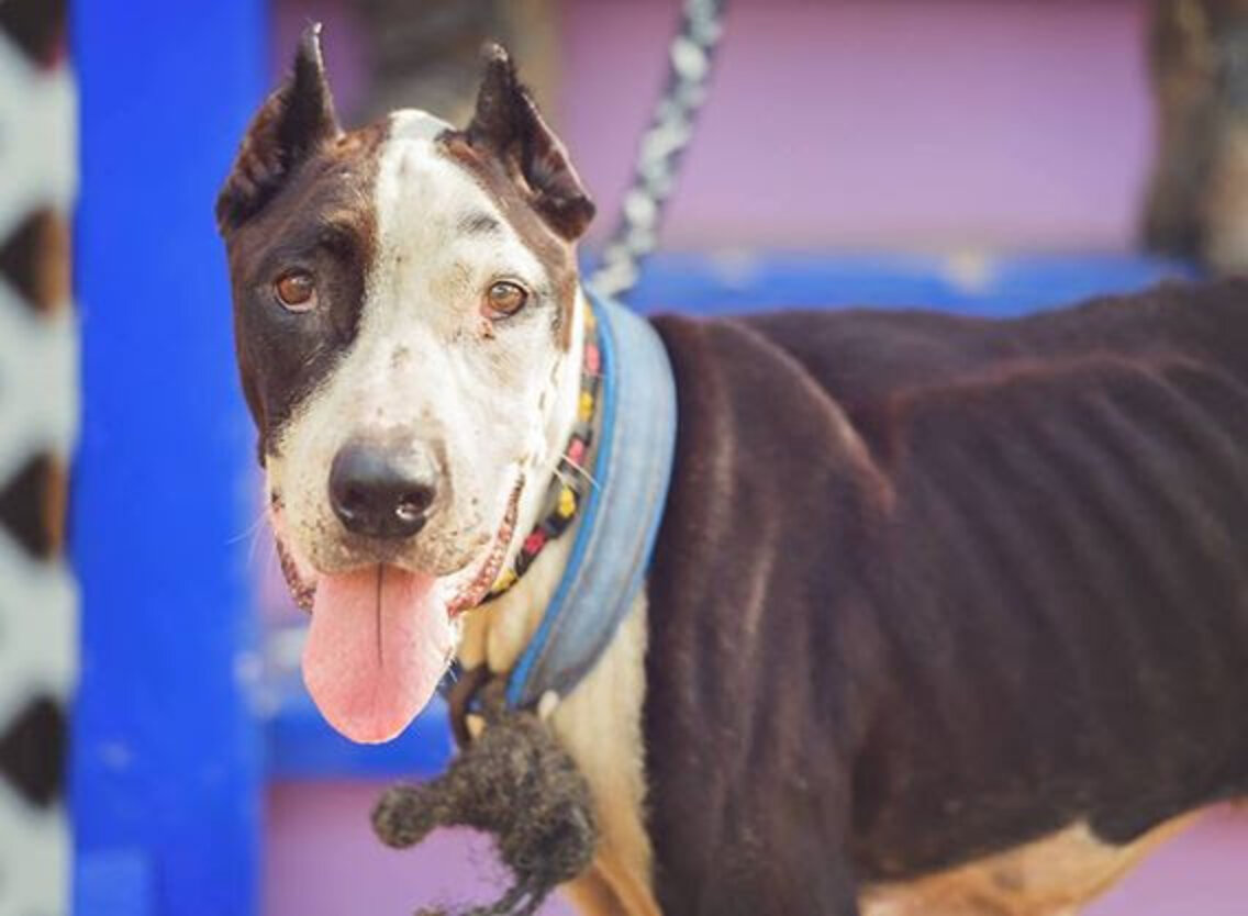 Dog Who Nearly Starved To Death Has The Best Life Now In Belize - The Dodo