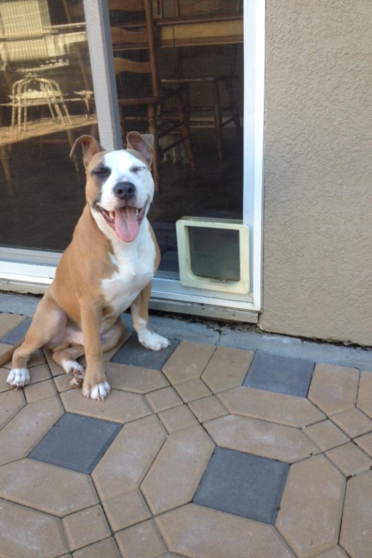 Woman Escapes Wildfire On Bike With 70-Pound Dog In Her Duffel Bag ...