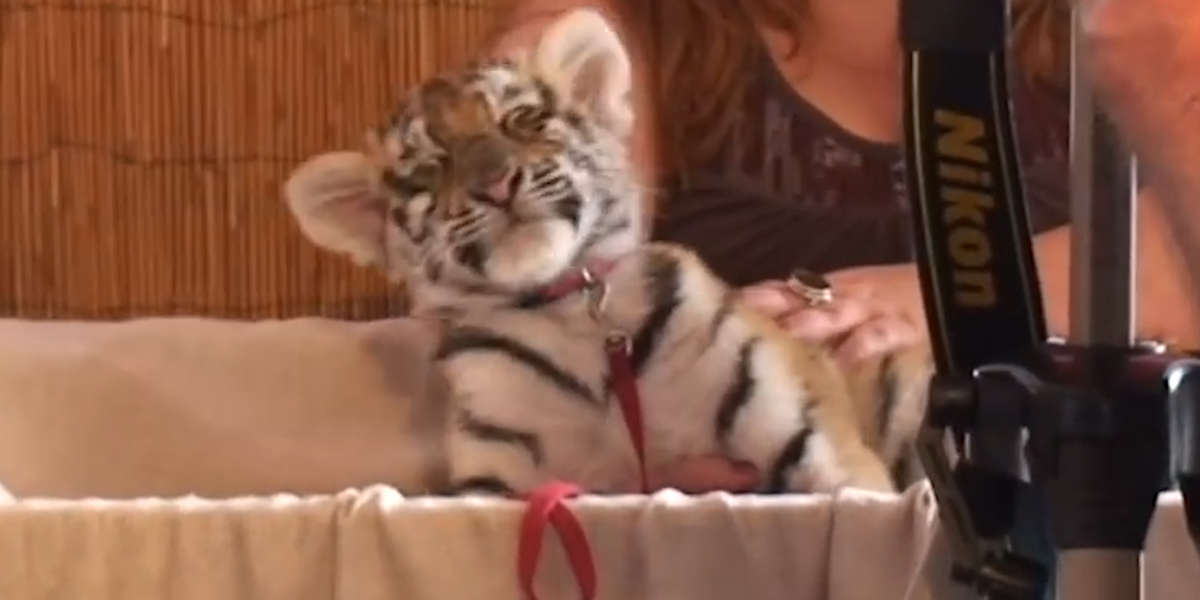 There Are Tigers In Backyards Across The U.S. - Videos - The Dodo