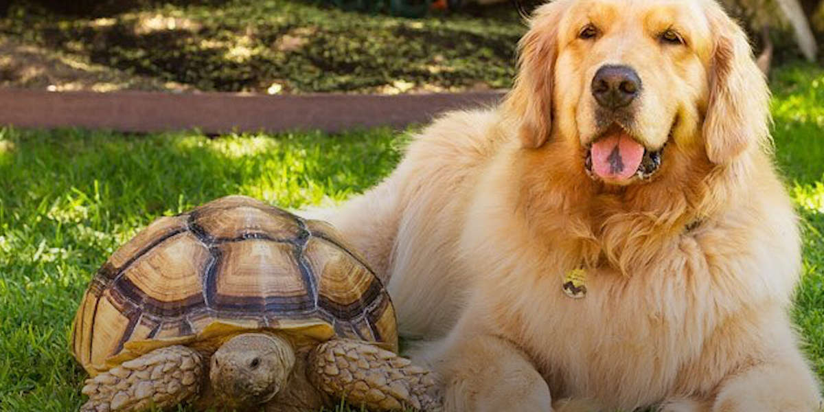 Tortoise And Dog Are The Best Of Friends - Videos - The Dodo