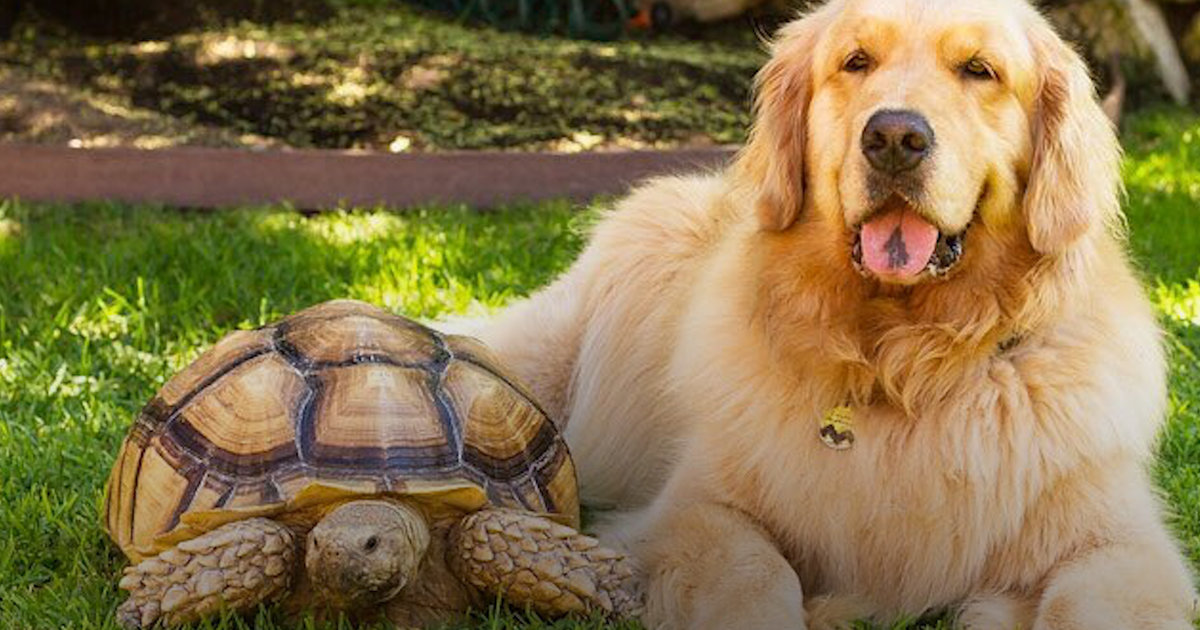 Tortoise And Dog Are The Best Of Friends - Videos - The Dodo