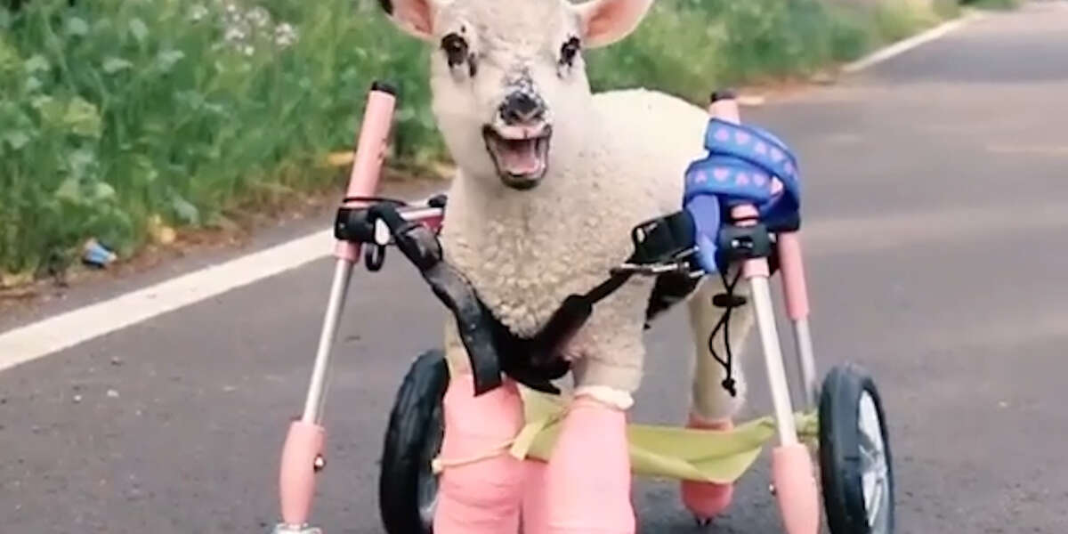 Little Lamb Found All Alone Is Finally Learning To Walk On Her Own ...