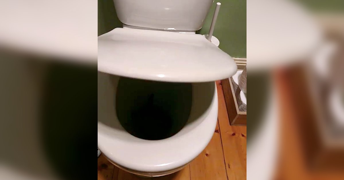 Australian Family Finds Brushtail Possum Stuck In Toilet Bowl - The Dodo