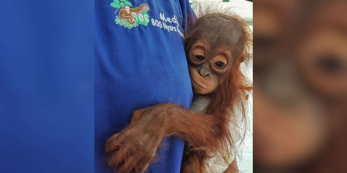 Orphan Baby Orangutan Hugs Rescuer In Borneo - The Dodo
