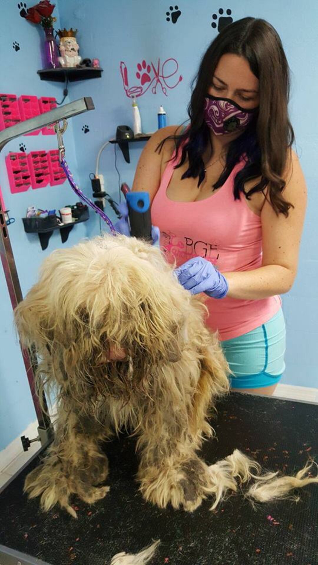 Groomer Opens In Middle Of Night To Give Dog An Emergency Makeover ...