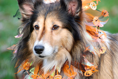 Do These Fun Autumn Activities With Your Dog - Thrillist