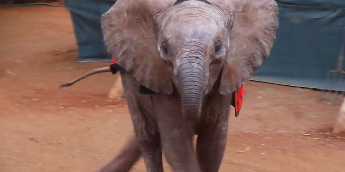 Brave Baby Elephant Is Rescued After Losing His Mom - Videos - The Dodo