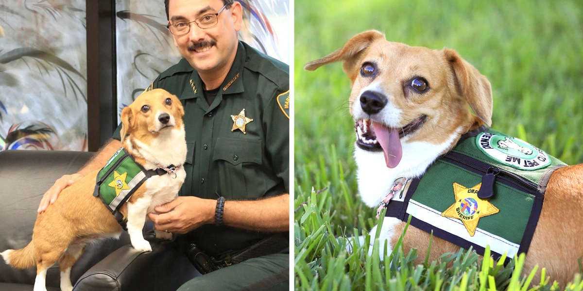 Shelter Dog Who Was Almost Put Down Lands A Very Important Job - The Dodo