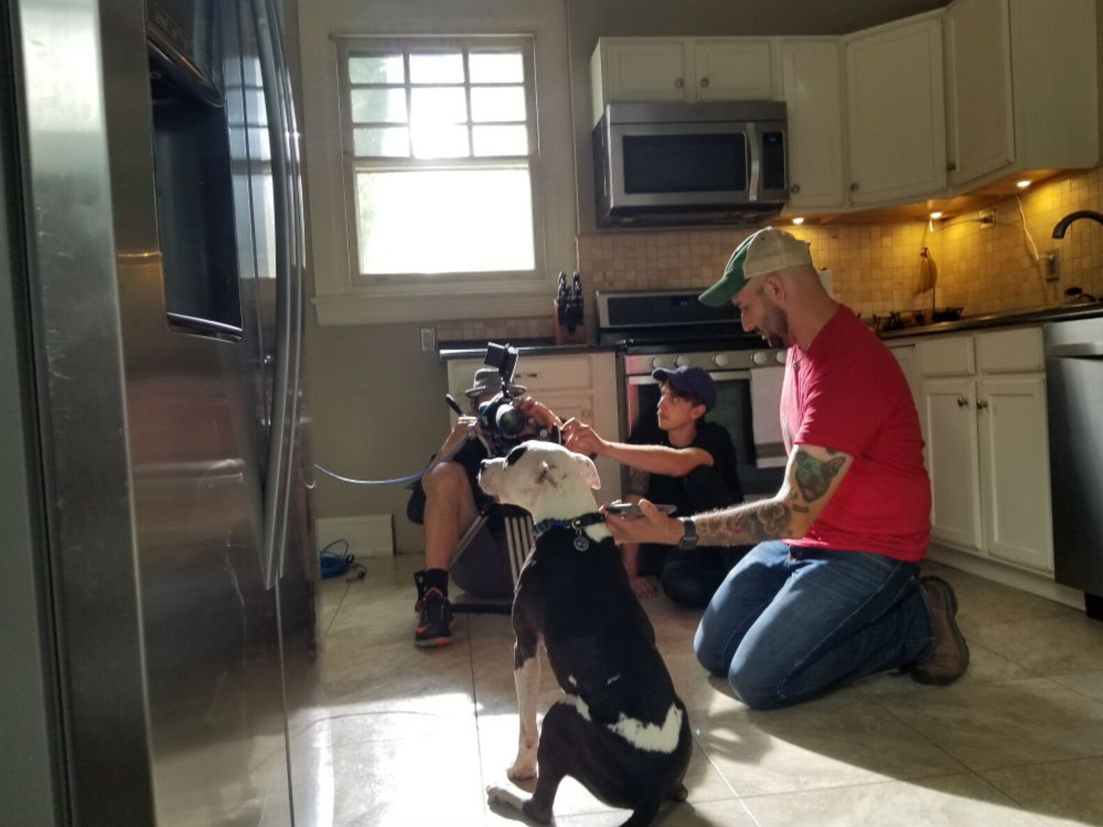 Celebrity Pit Bull Found As Stray Is Changing Minds About His Breed ...