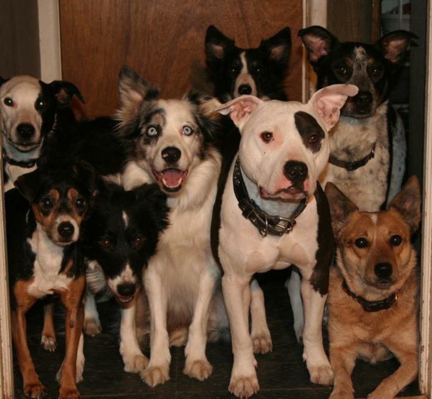 Celebrity Pit Bull Found As Stray Is Changing Minds About His Breed ...