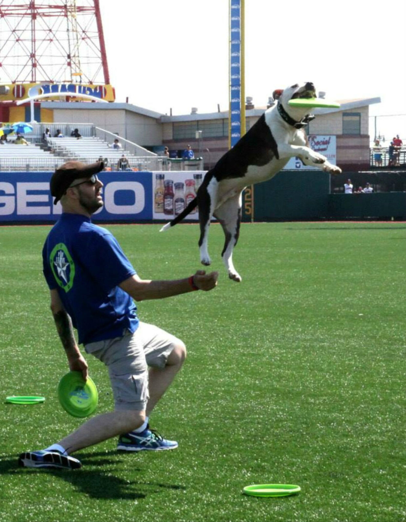 Celebrity Pit Bull Found As Stray Is Changing Minds About His Breed ...
