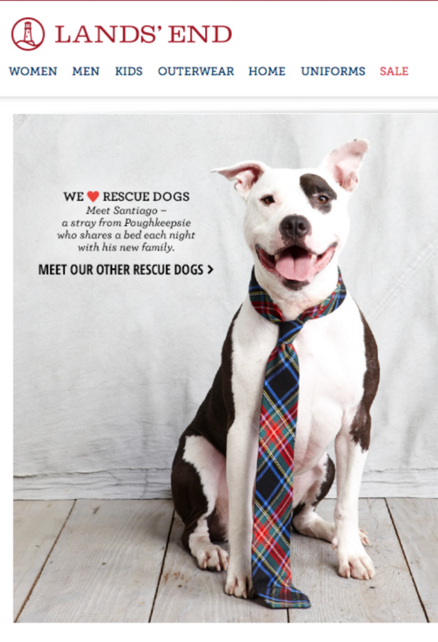 Celebrity Pit Bull Found As Stray Is Changing Minds About His Breed ...