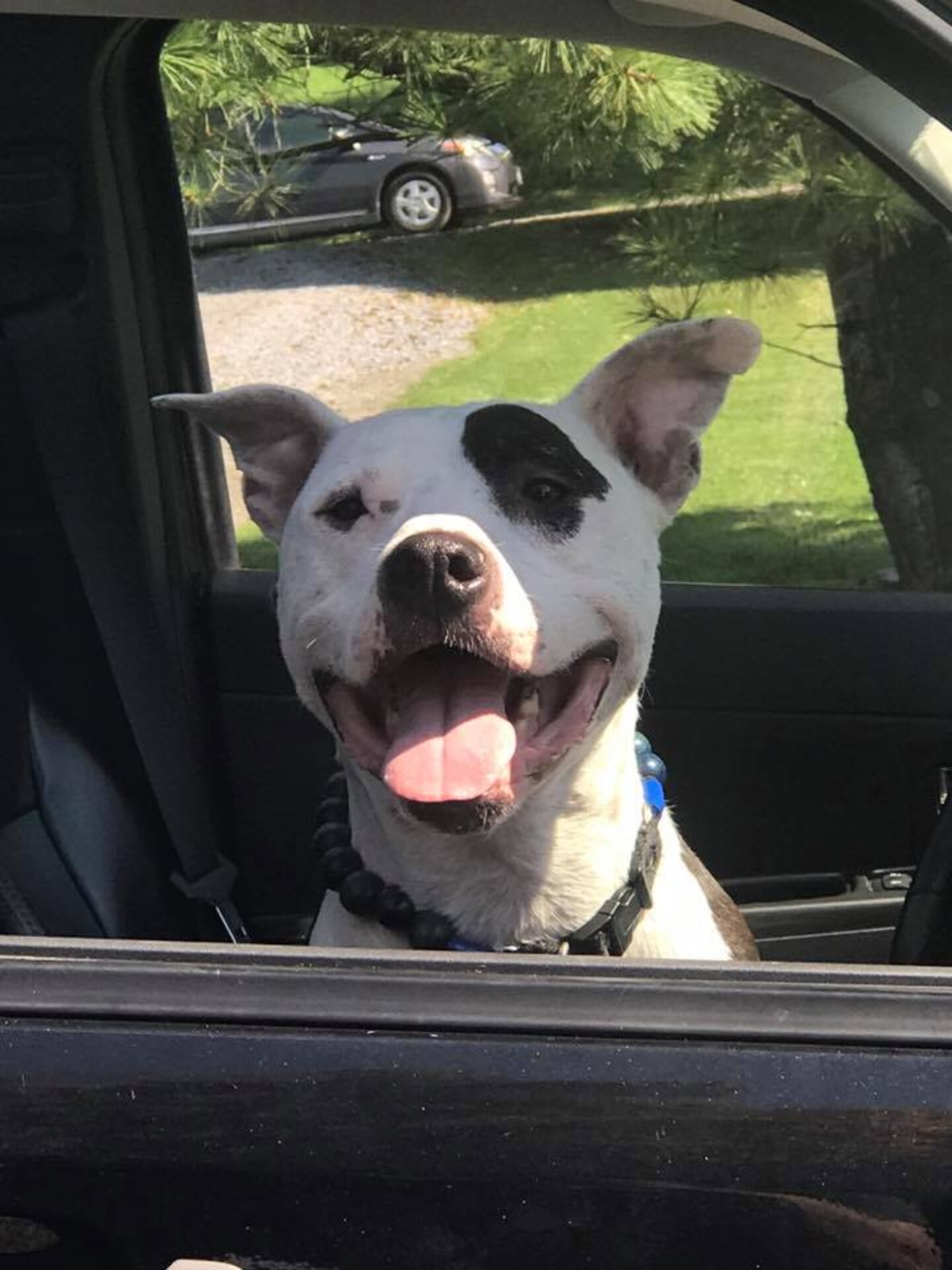 Celebrity Pit Bull Found As Stray Is Changing Minds About His Breed ...