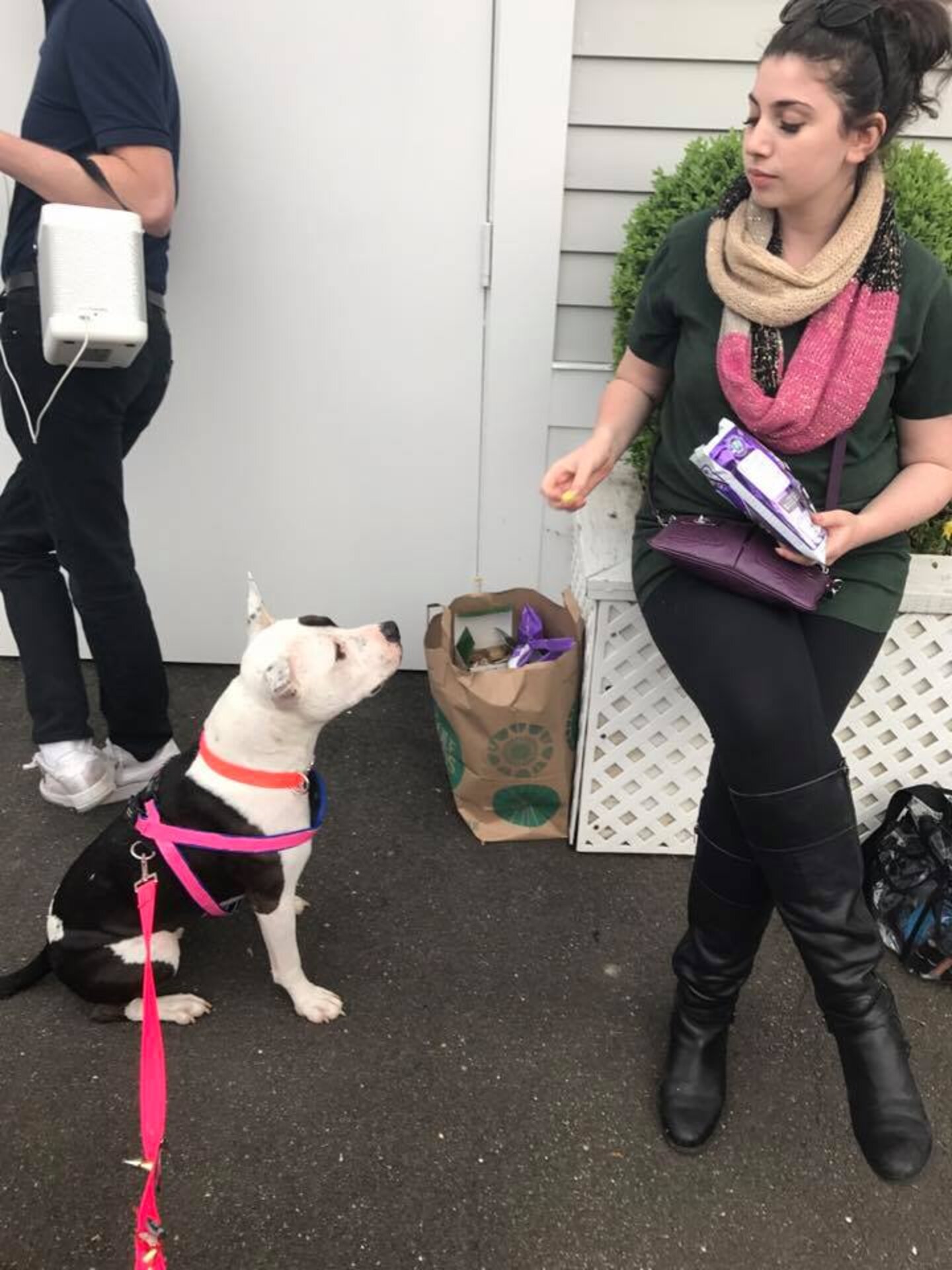 Celebrity Pit Bull Found As Stray Is Changing Minds About His Breed ...