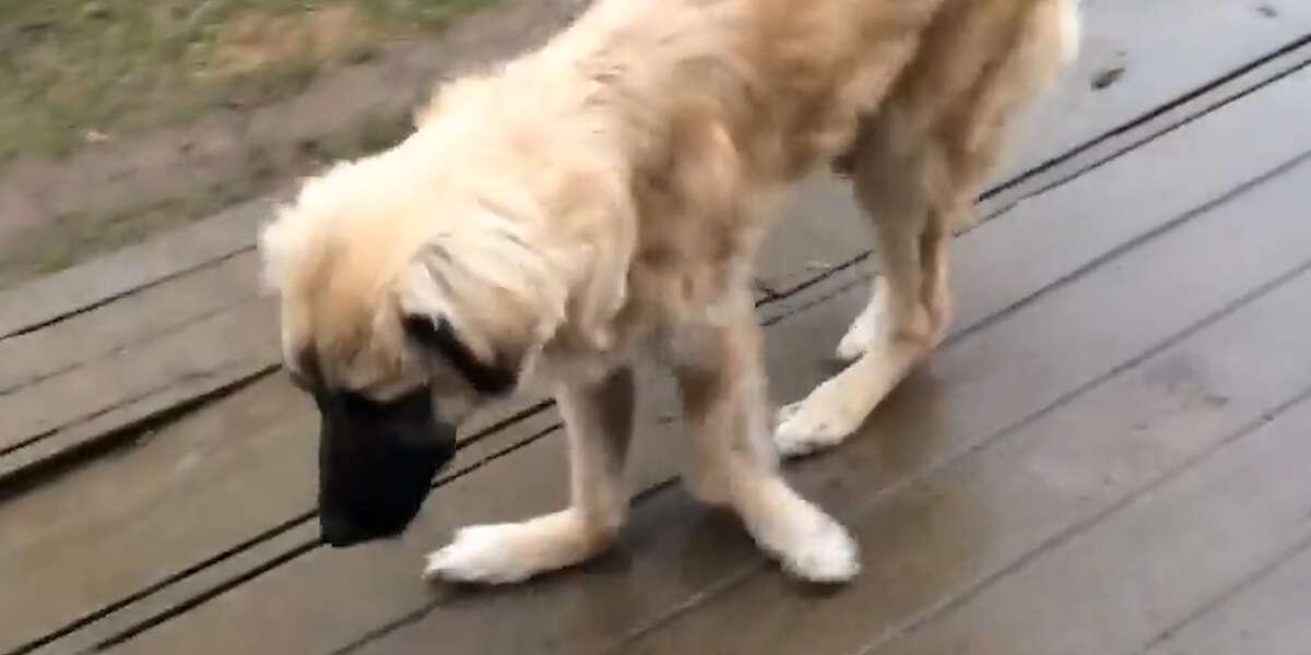 Dog Who Was Abused As A Puppy Finally Gets The Care She Deserves ...