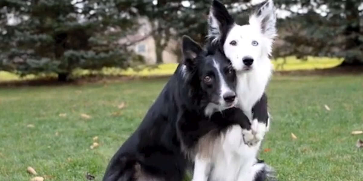 Hugging Rescue Dogs Get Cutest New Brother - Videos - The Dodo