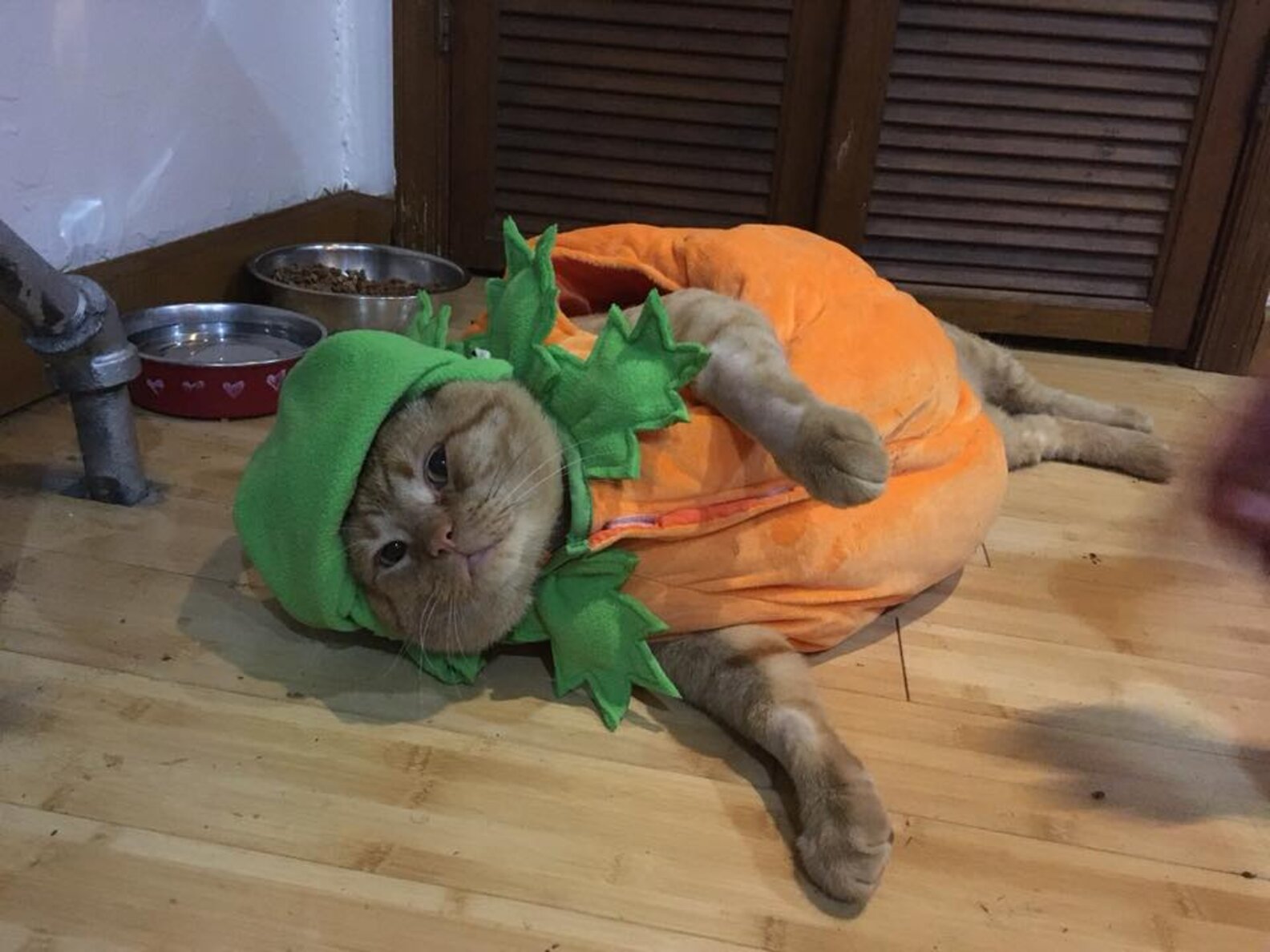 Pictures Of Orange Rescue Cat In Pumpkin Halloween Costume Are Perfect ...