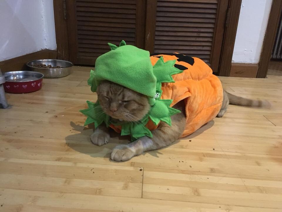 Pictures Of Orange Rescue Cat In Pumpkin Halloween Costume Are Perfect ...