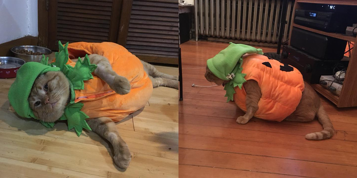 Pictures Of Orange Rescue Cat In Pumpkin Halloween Costume Are Perfect ...