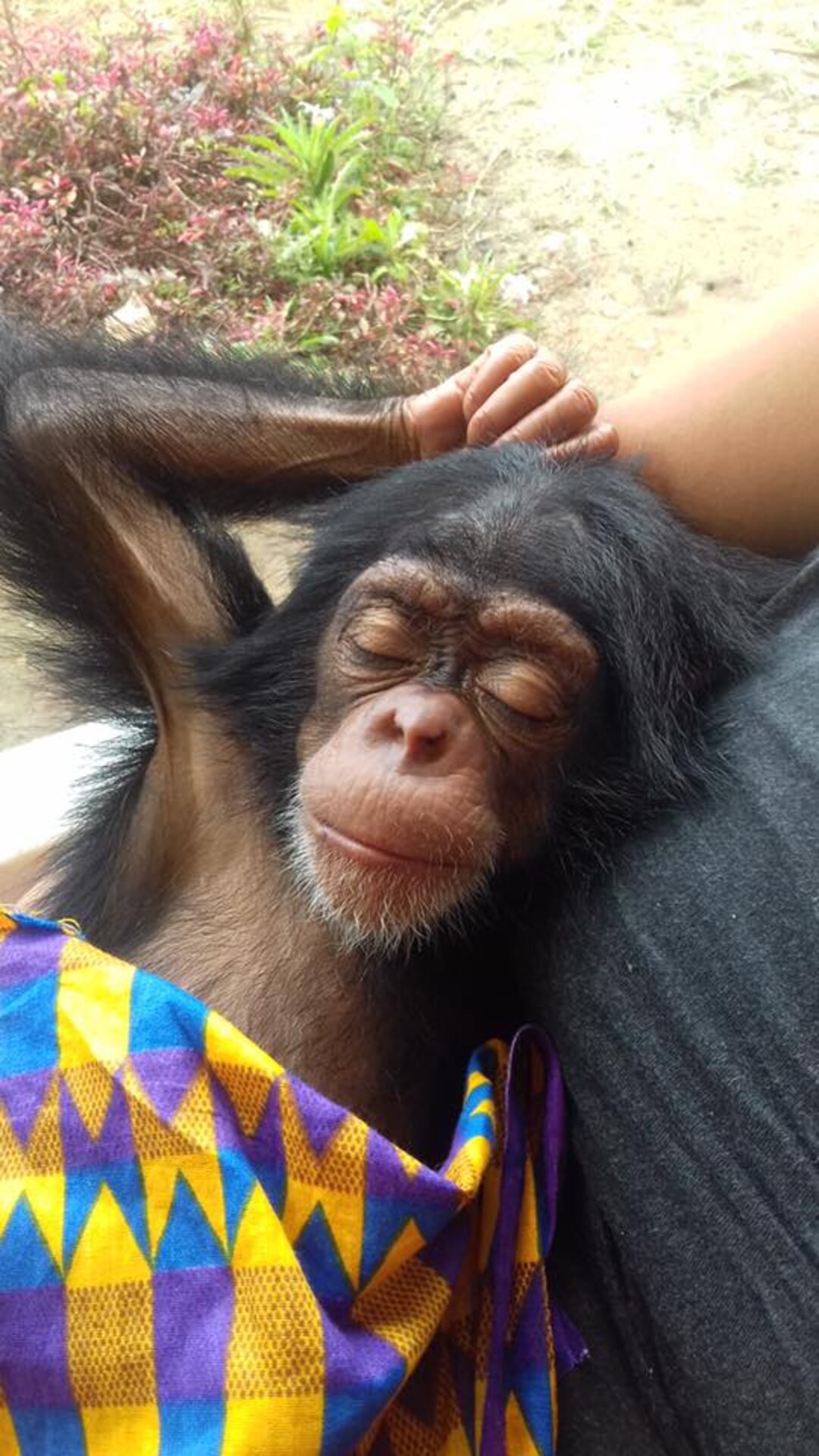 Baby Chimp Can't Stop Snuggling With Rescuers Now That He's Safe - The Dodo