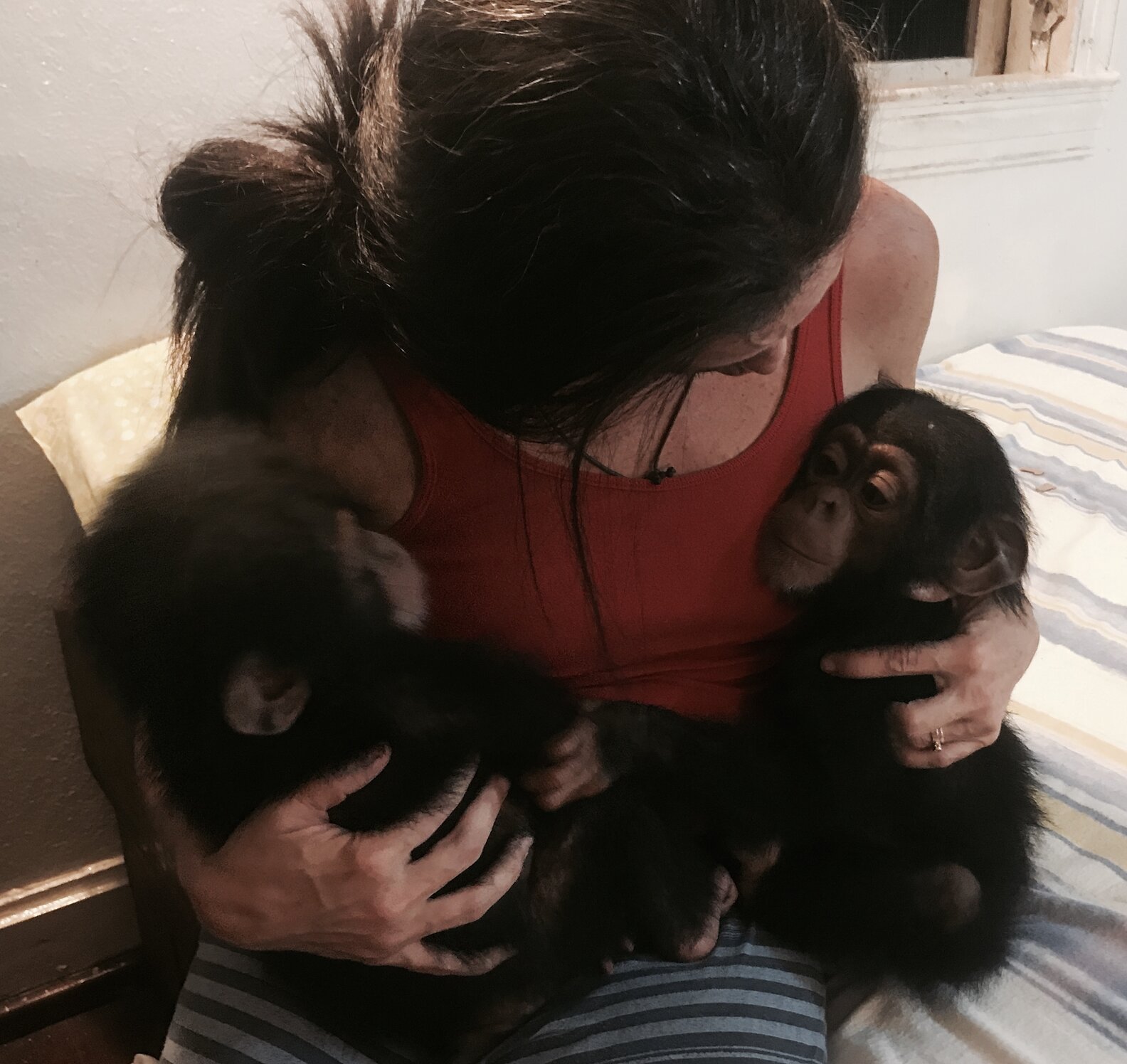 Baby Chimp Can't Stop Snuggling With Rescuers Now That He's Safe - The Dodo