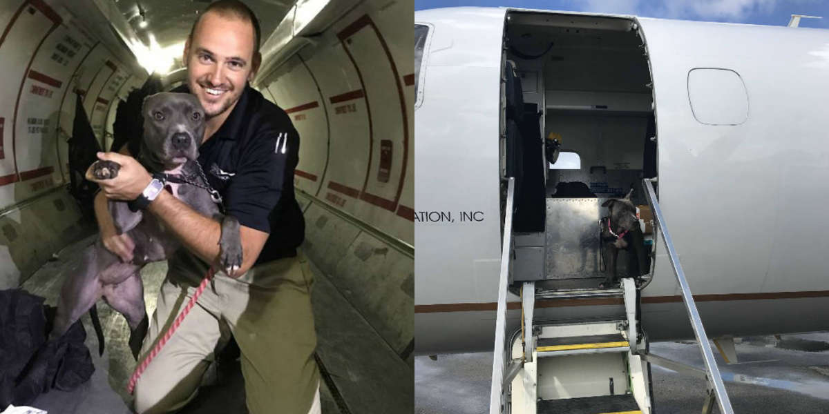 Pilot Adopts Pit Bull He Met On Rescue Mission In Caribbean - The Dodo