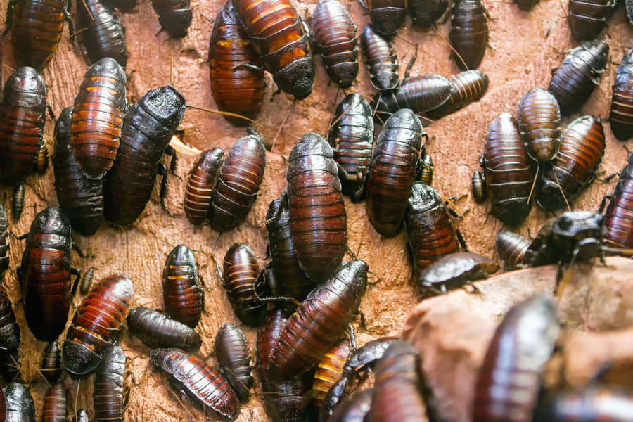 Cockroaches Swarm Flights and No One Knows How - Thrillist