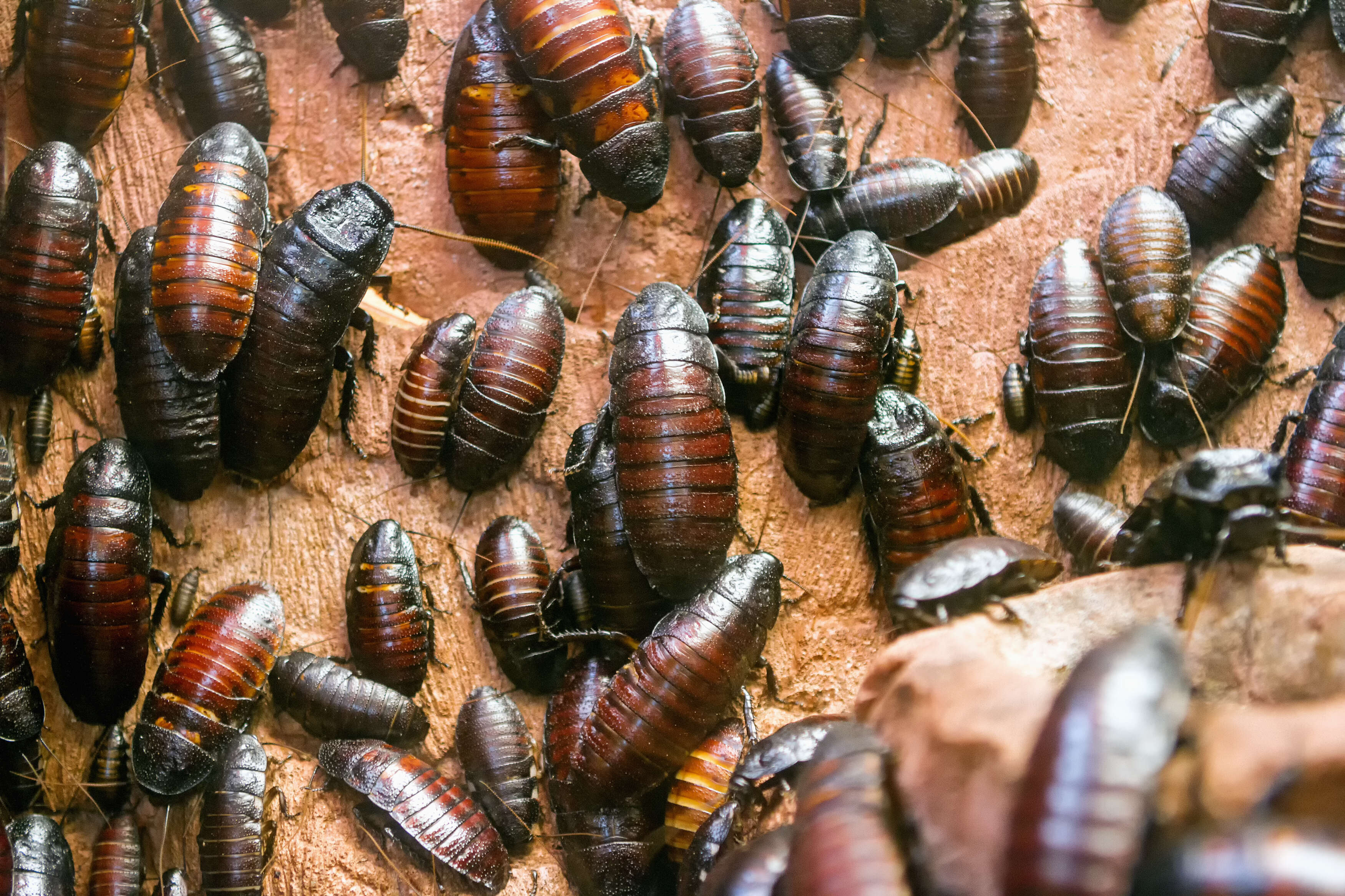 Cockroach Swarm Flying Cockroach Swarms In New York Due To Current