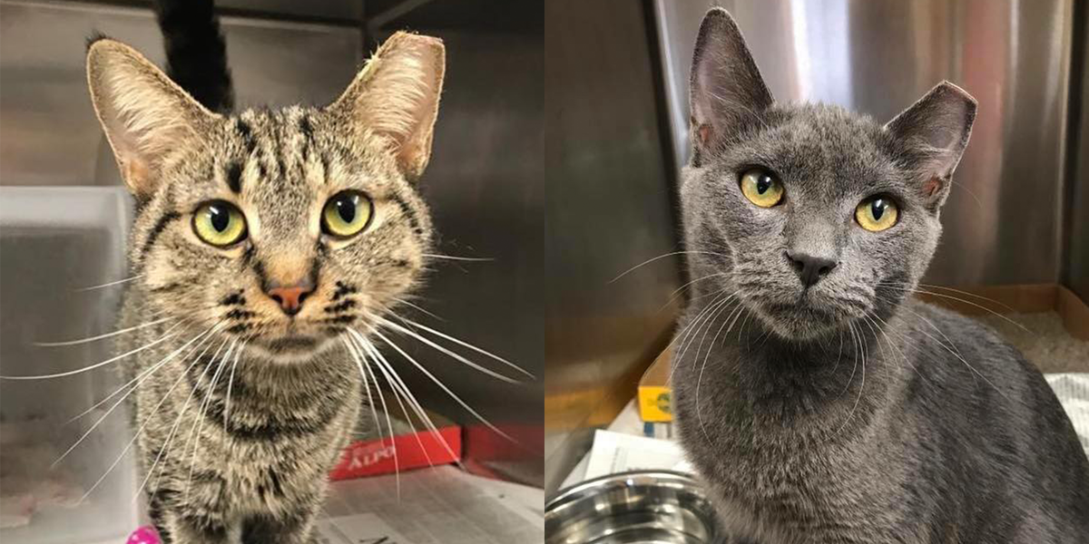 Baltimore Animal Shelter Overloaded With Cats From Hoarding Case - The Dodo